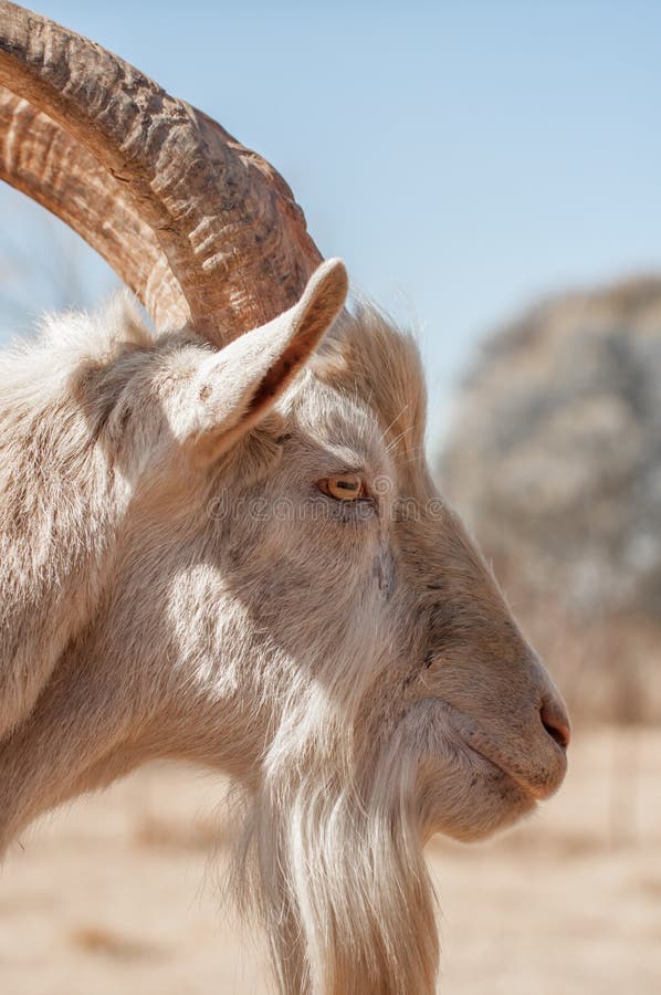 Becco di Saanen immagine stock. Immagine di forte, basso - 49423111