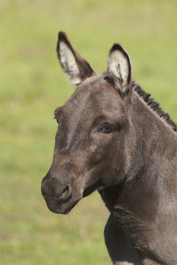Asino Miniatura Con Il Cappello Di Paglia Immagine Stock - Immagine di ...