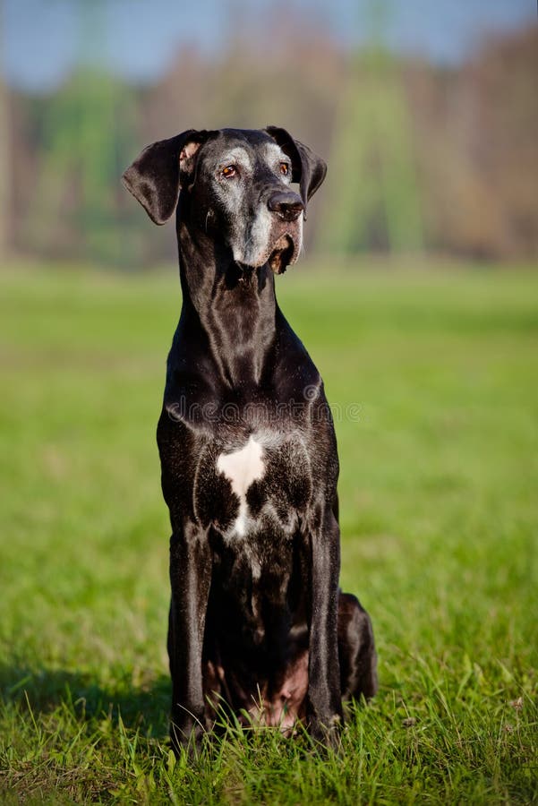 Cane Nero Di Great Dane Che Corre All'aperto Fotografia Stock ...