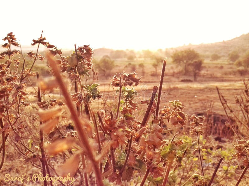 Ritu Grishm стоковое изображение. изображение насчитывающей лето - 98490049