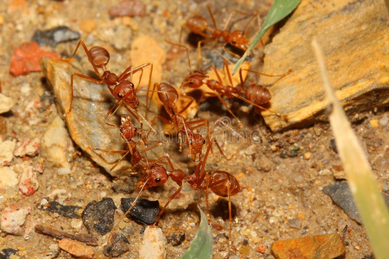 Formica Rossa Comune (rubra Di Myrmica) Con Le Crisalidi Fotografia ...