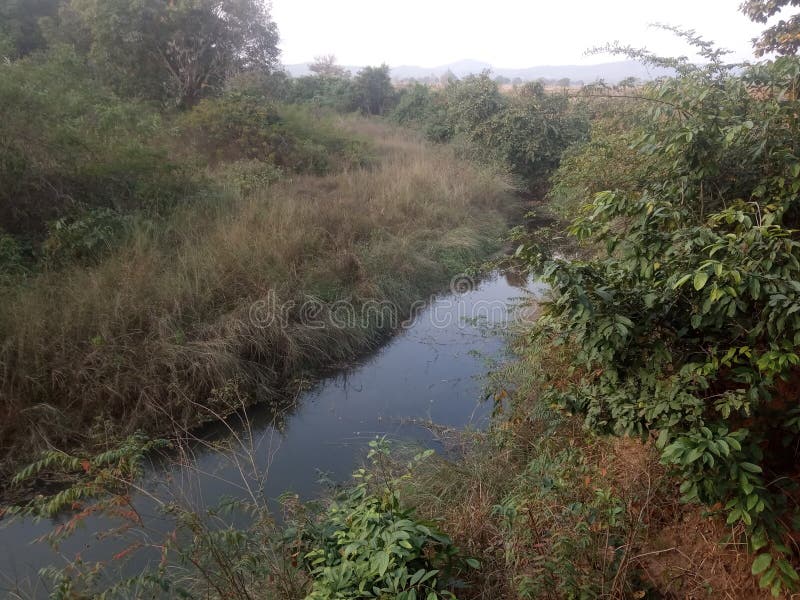 Rivar of kureijodi stock photo. Image of marsh, vegetation - 242304604