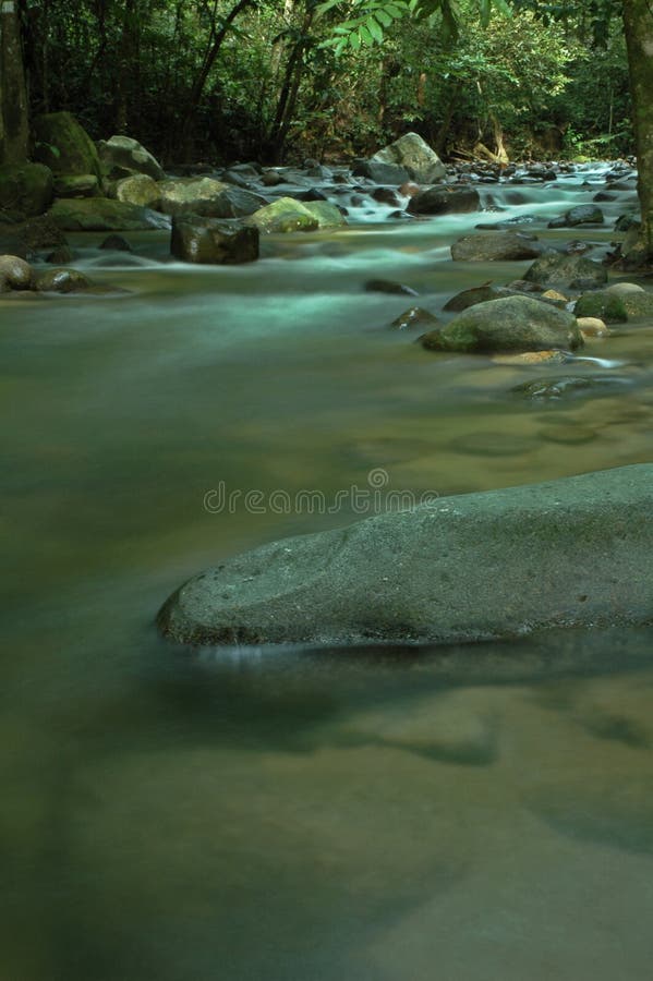 Forest2 stock image. Image of green, plant, rural, land - 1805921