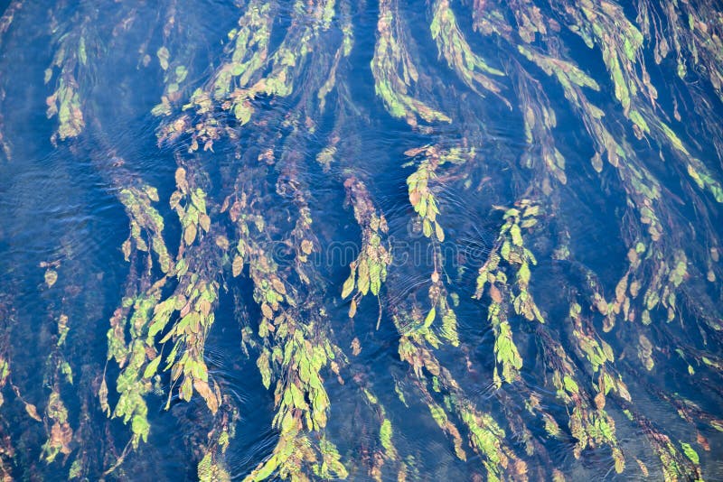 River algae stock image. Image of riverscape, river - 237687363