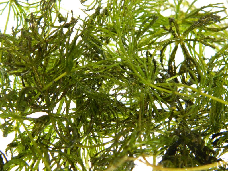 River Algae Isolated on White Background Stock Photo - Image of green ...