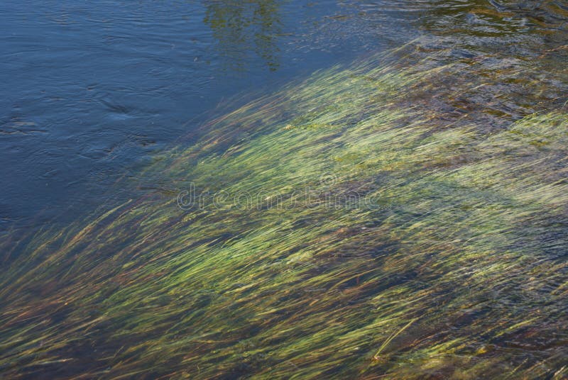 River Algae on the Strong Current of the Spring River Stock Image ...