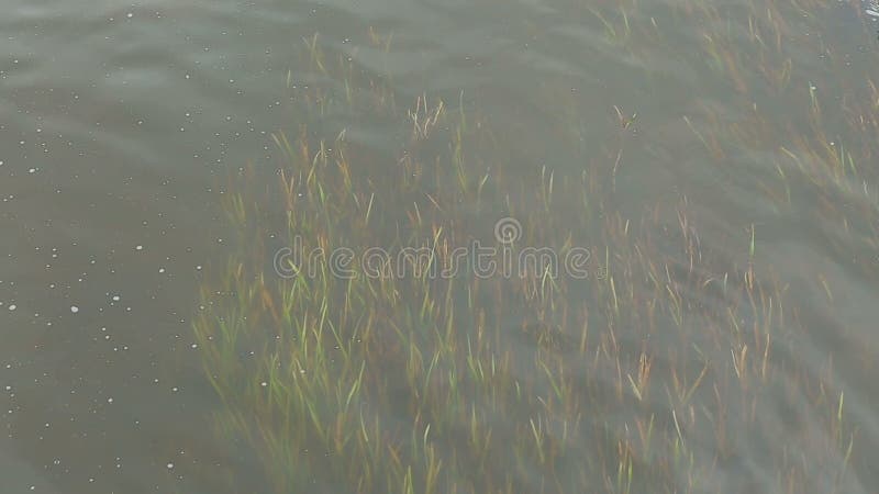 River Algae in the Water Top View Stock Video - Video of lake, aerial ...