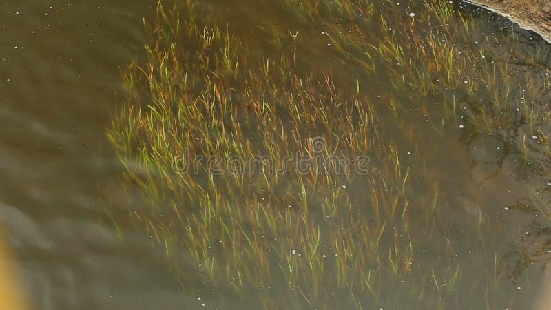 River Algae in the Water Top View Stock Footage - Video of boat ...