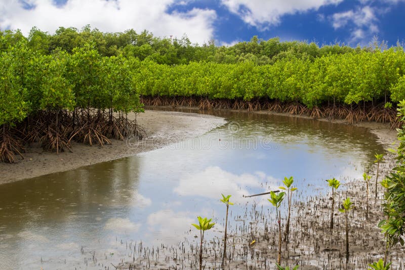 Mangrove Trees Along The River. Stock Image - Image of green ...