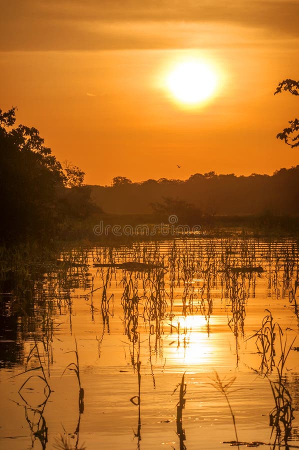 River in the Amazon Rainforest at Dusk, Peru, South America Stock Image ...