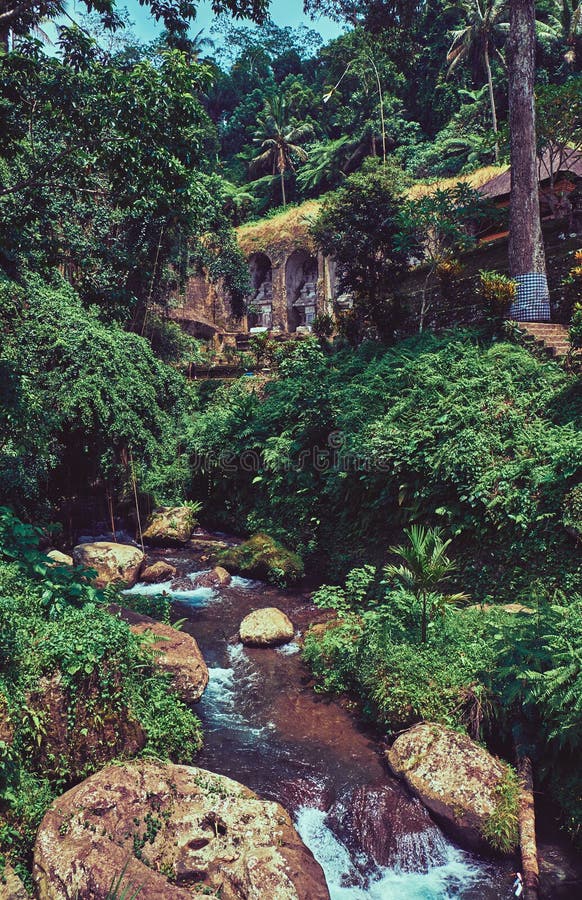 Jungle river in Bali stock image. Image of leaf, rainforest - 212154495