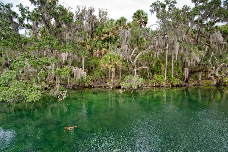 River area in Florida stock image. Image of tourist, woods - 12041847