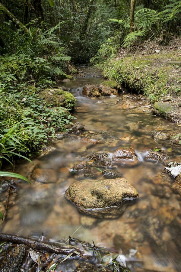 River into Atlantic Rainforest at Southeastern Brazil Stock Image ...