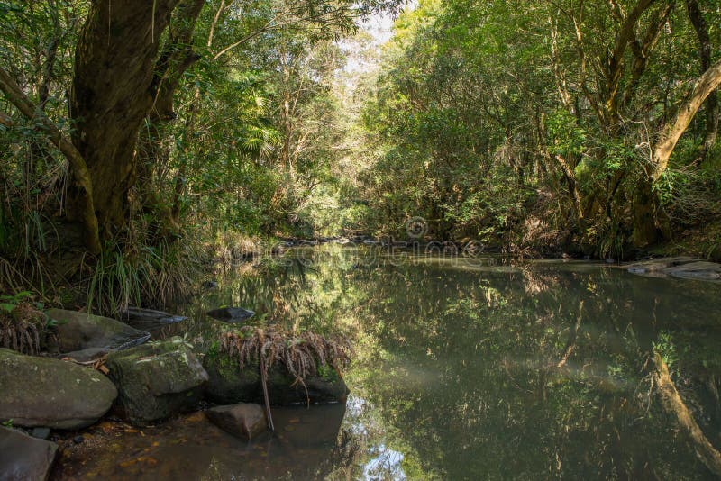 River through the Australian Bush Stock Photo - Image of trees, park ...