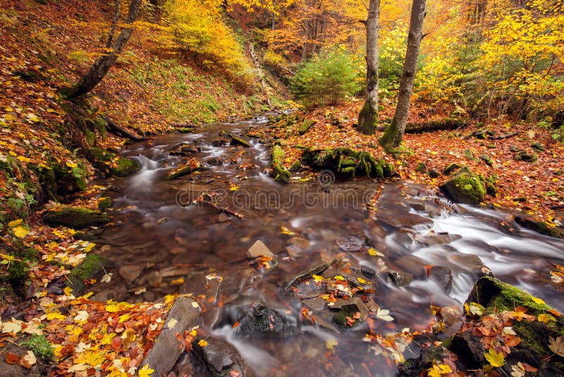 River in autumn forest stock photo. Image of nature, morning - 84432302