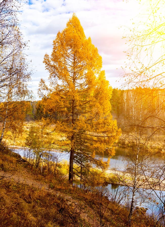 A River in the Autumn Forest. Forest River in Autumn Fall. Autumn ...