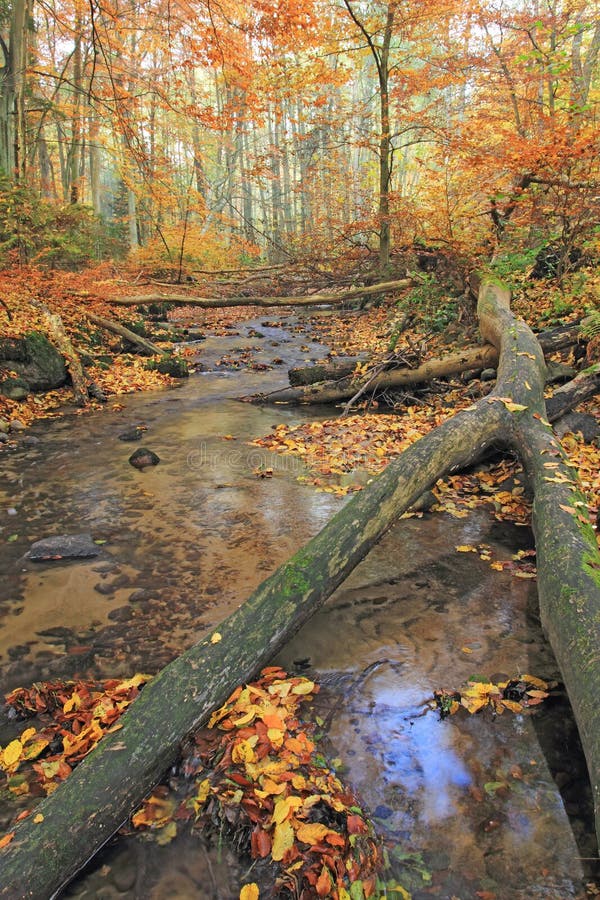 River in autumn forest stock image. Image of natural - 61790709
