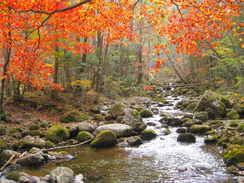 River in autumn forest stock image. Image of nature, orange - 63435581