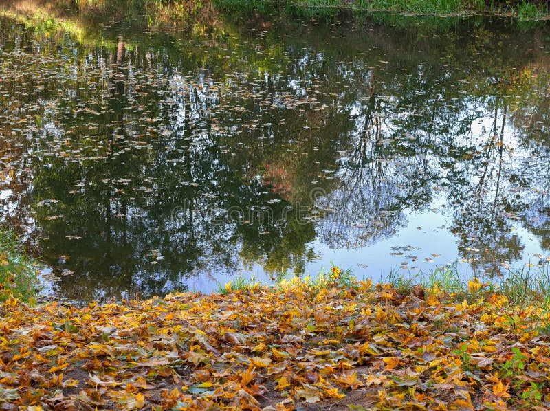 River in an autumn. stock photo. Image of plant, beautiful - 65661814