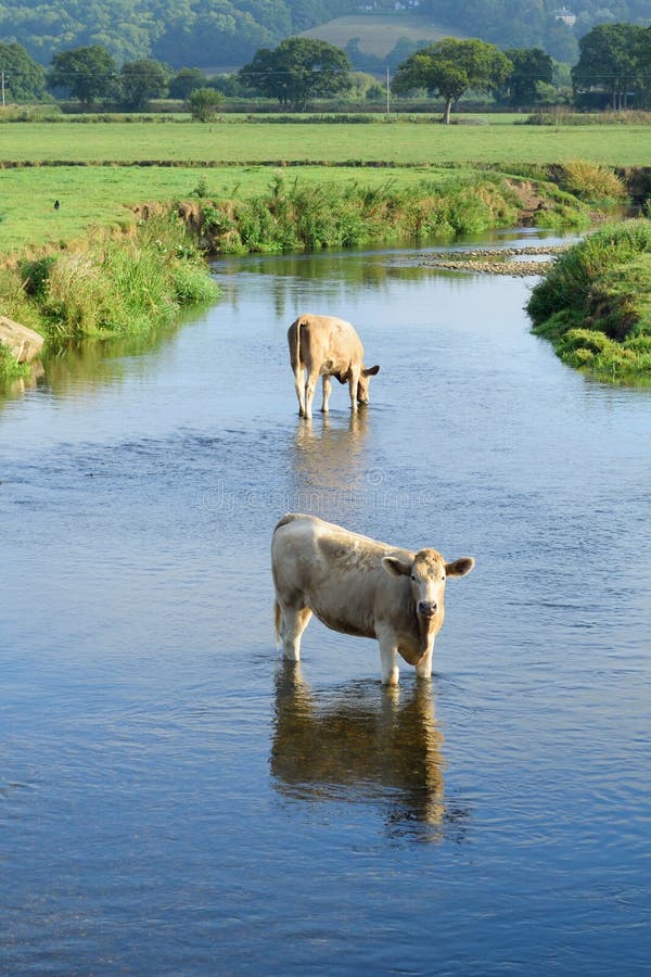 River Axe stock image. Image of cattle, farm, countryside - 76564443