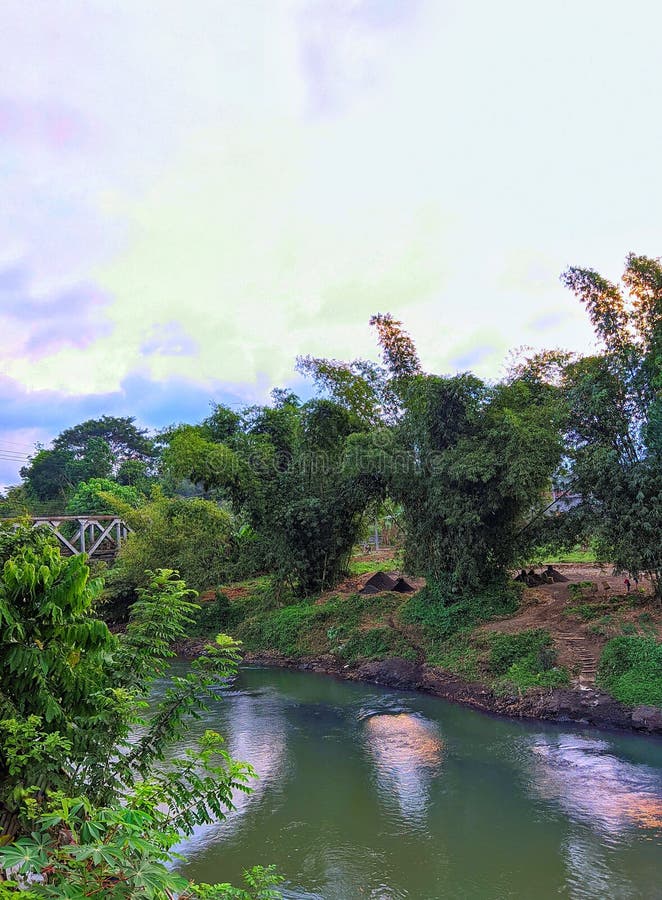 River and bamboo tree stock photo. Image of vegetation - 225746316