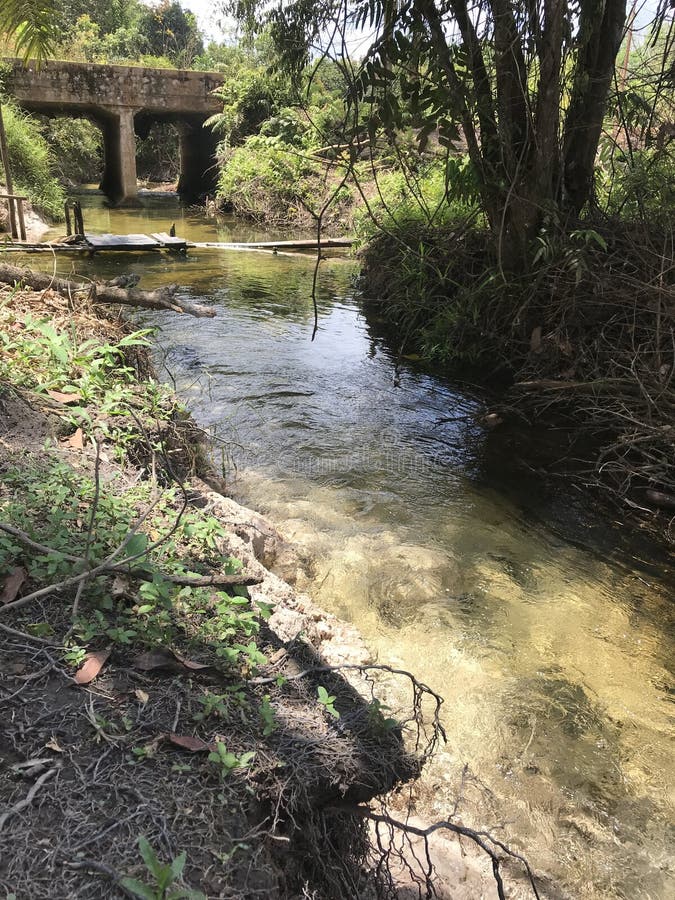 Bangkal Tree Stock Photos - Free & Royalty-Free Stock Photos from ...