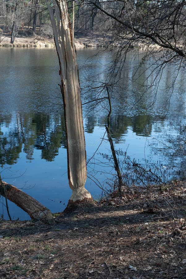 On the River Bank, a Broken Tree that Was Gnawed by Beavers Stock Photo ...