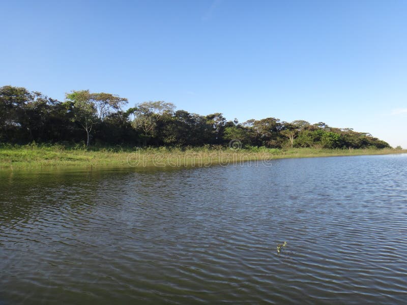 River bank stock photo. Image of biology, freshwater - 95616180