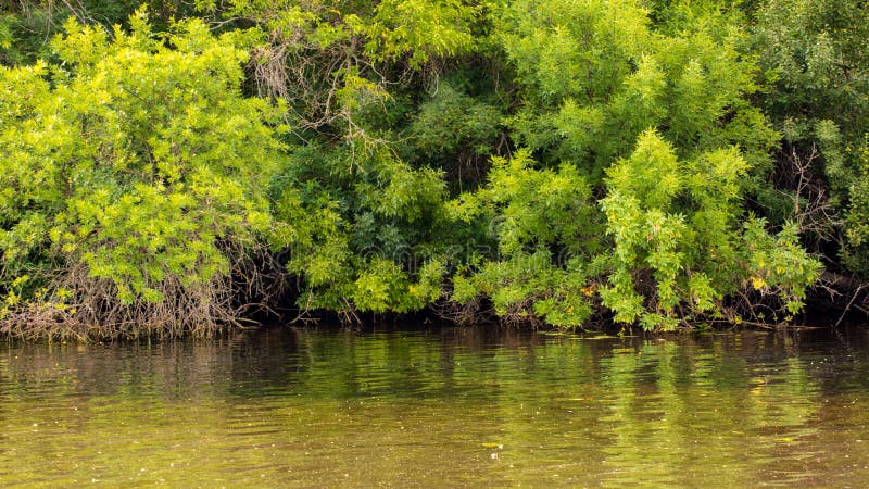 River Bank Overgrown with Reeds and Bushes Stock Image - Image of ...