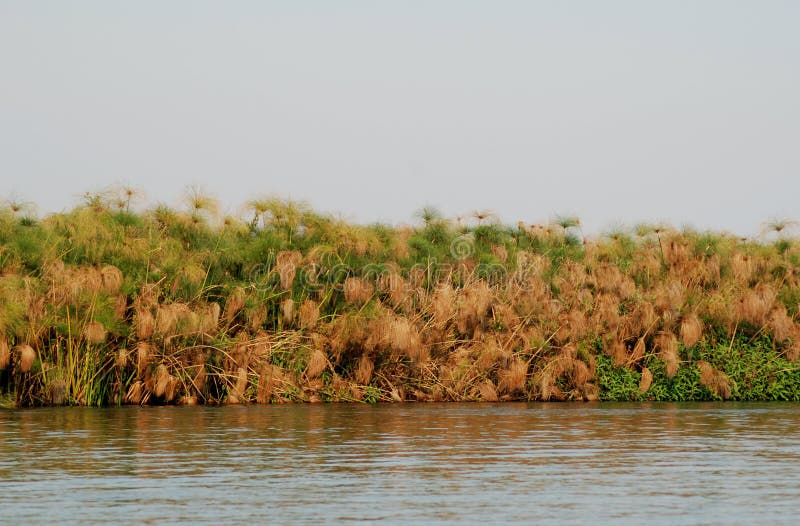 River bank with papyrus stock image. Image of africa - 66946381