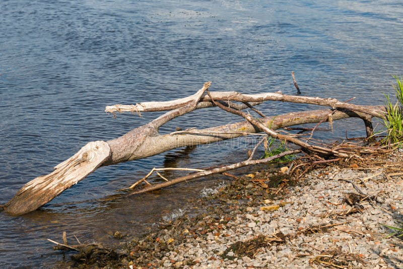Old Driftwood on the River Bank As a Natural Background. Stock Photo ...