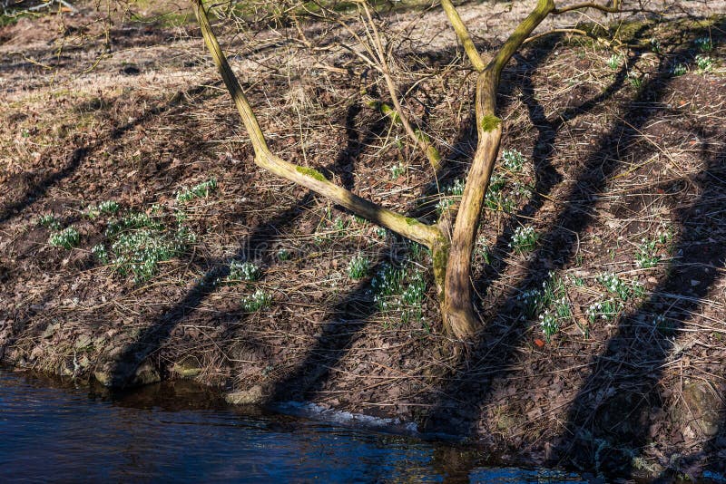 On the River Bank Snowdrops, Tree and Shadows on a Sunny Spring Day ...