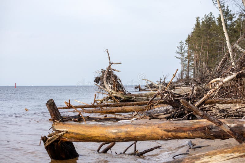 River Bank with Storm-washed and Fallen Tree Trunks on the Ban Stock ...