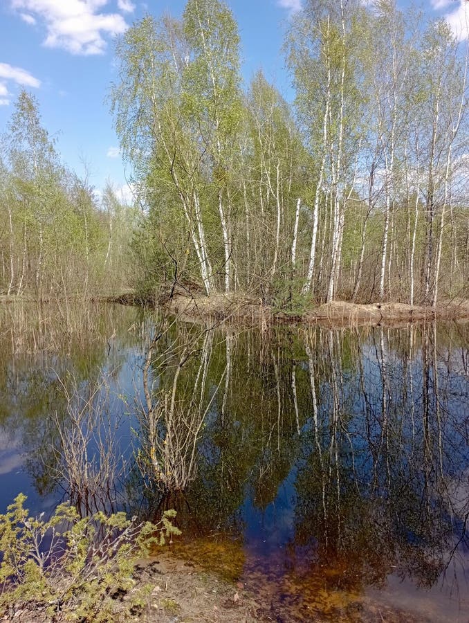 River Bank with Trees Reflected in it in Spring Stock Photo - Image of ...