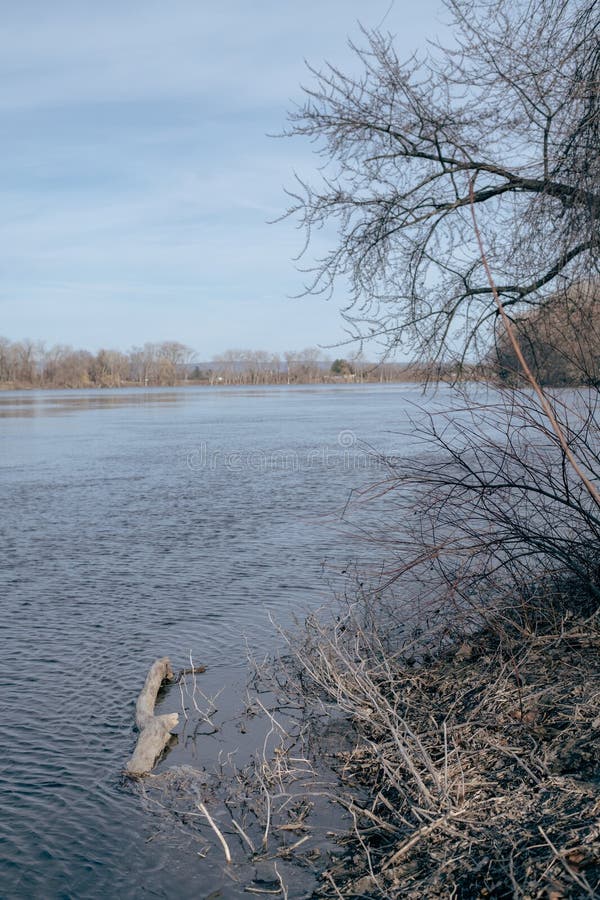 On the River Bank in Winter Stock Photo - Image of forest, pond: 273733076