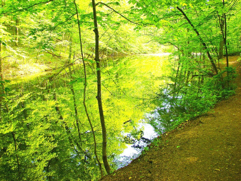 River Banks stock photo. Image of water, light, forest - 2510262