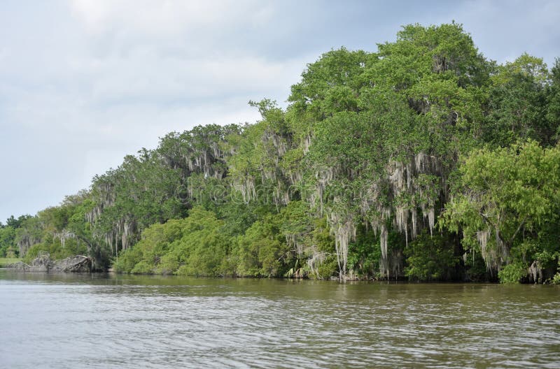 River Banks Along the Bayou in Louisiana Stock Photo - Image of ...