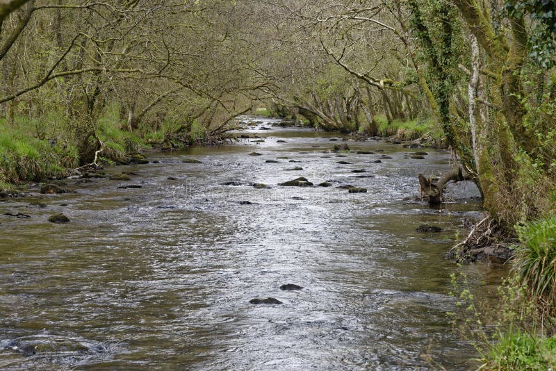 River Barle stock image. Image of woods, nature, rural - 115995601