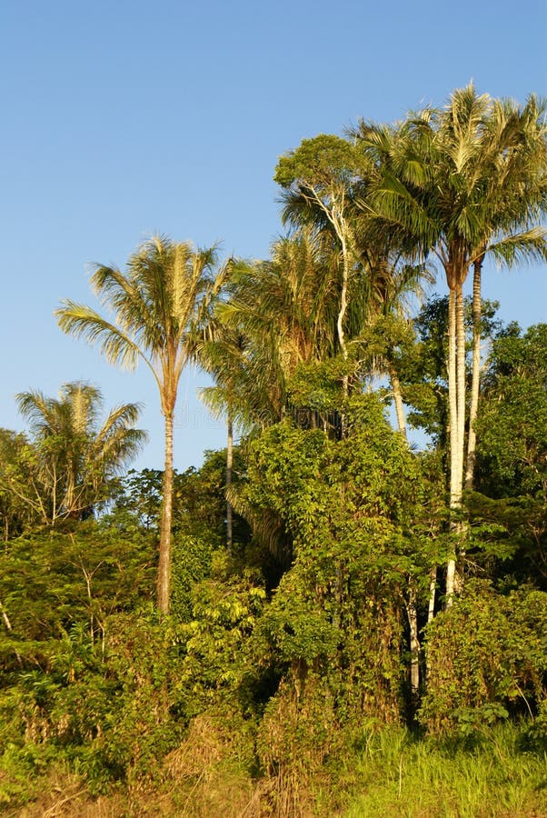 A River and Beautiful Trees in a Rainforest Peru Stock Image - Image of ...