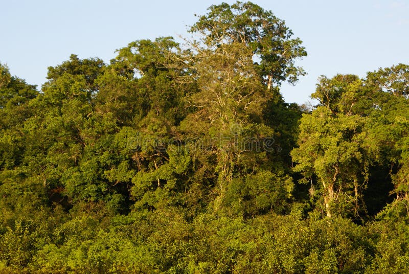 A River and Beautiful Trees in a Rainforest Peru Stock Photo - Image of ...