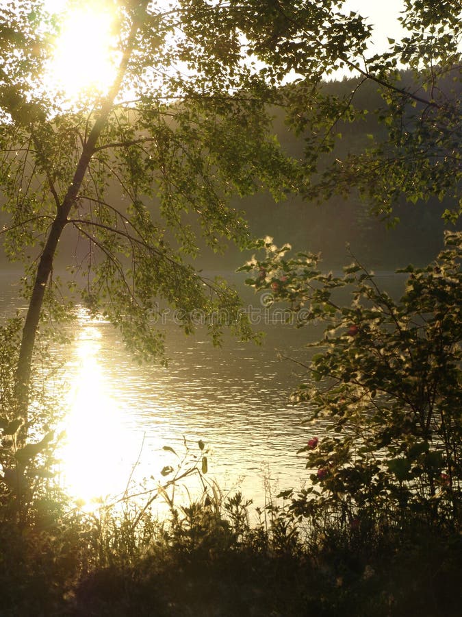 River behind the trees stock image. Image of forest, beautiful - 10841603