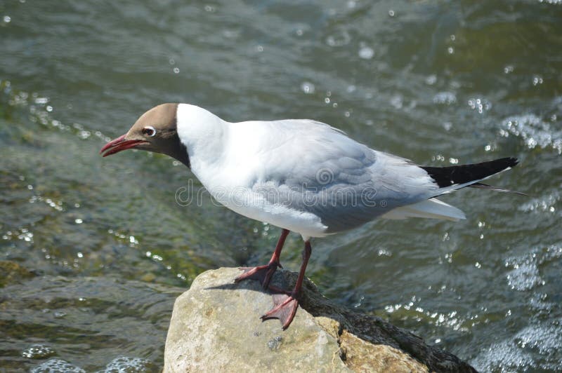 River big gull. stock photo. Image of lake, nature, plumage - 250305686