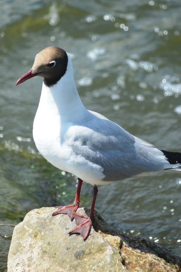 River big gull. stock image. Image of nature, selective - 250305691