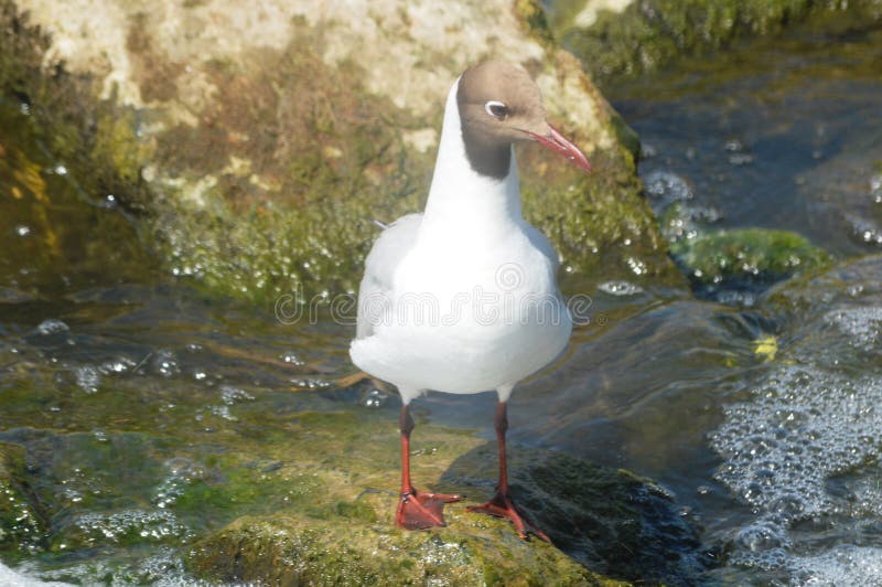 River big gull. stock photo. Image of spot, head, bridge - 250305778