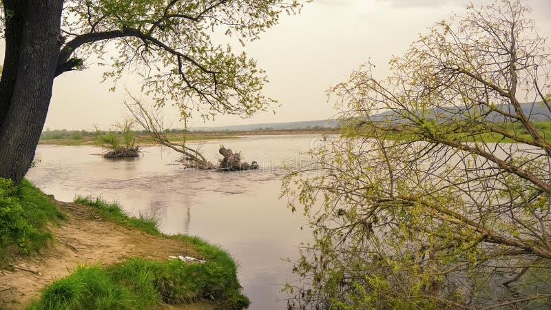 River, Big Snags in the Water and the Green Shore Stock Photo - Image ...