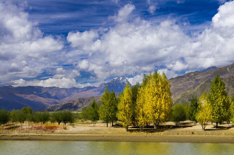 The River birch stock photo. Image of beauty, clouds - 32635716