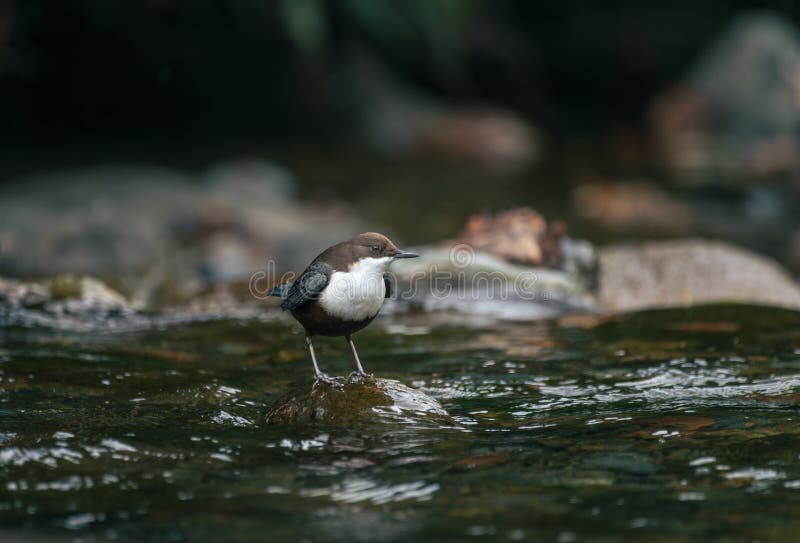 River Bird White-throated Dipper Stock Image - Image of throated, bird ...