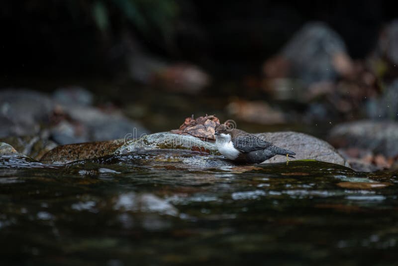 River Bird White-throated Dipper Stock Image - Image of water, bird ...