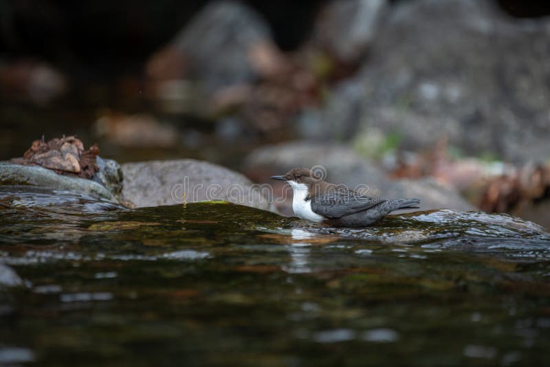 River Bird White-throated Dipper Stock Photo - Image of pyrenees ...