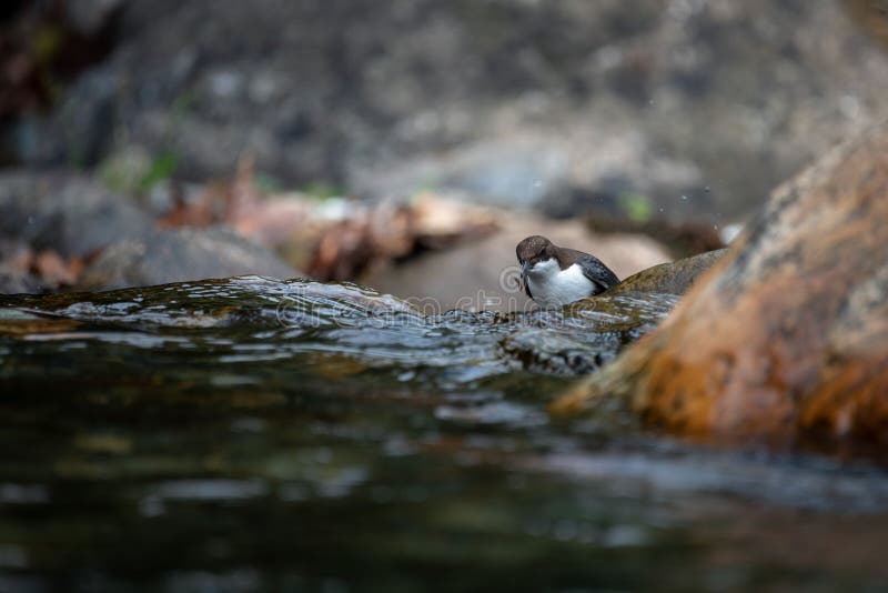 River Bird White-throated Dipper Stock Photo - Image of throated, bird ...
